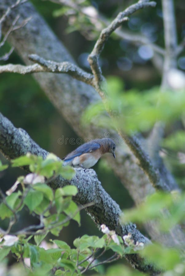 Eastern Bluebird stock photo. Image of sialia, tree - 274365072