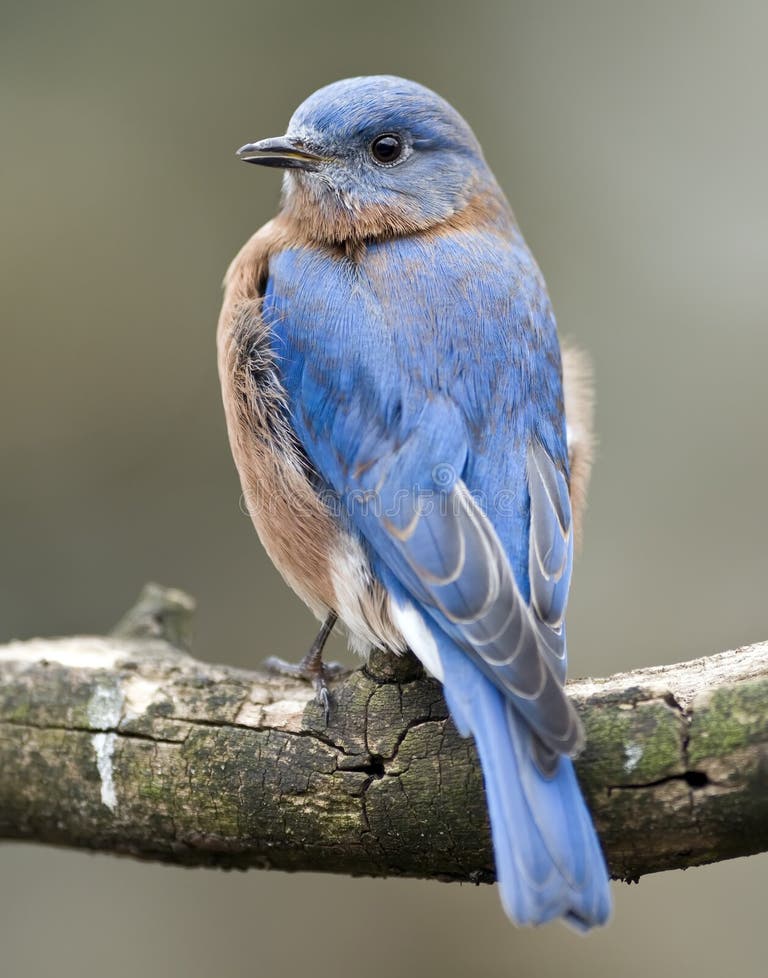 7,674 Bluebird Stock Photos - Free & Royalty-Free Stock Photos from ...