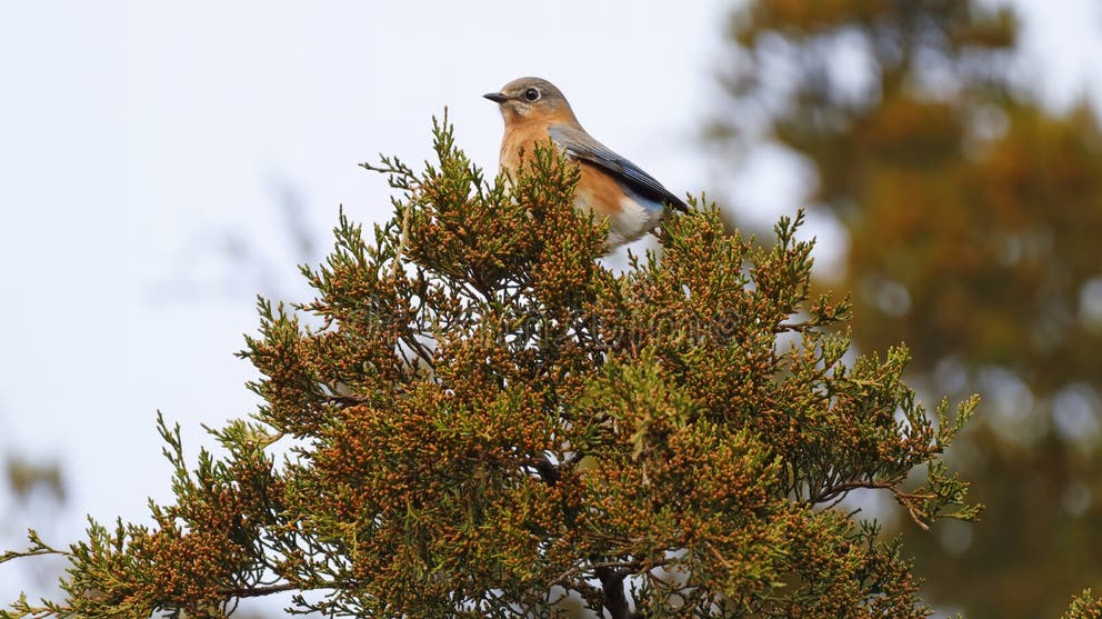 Eastern Bluebird Red White and Blue Birds Perched in Cedar Tree ...