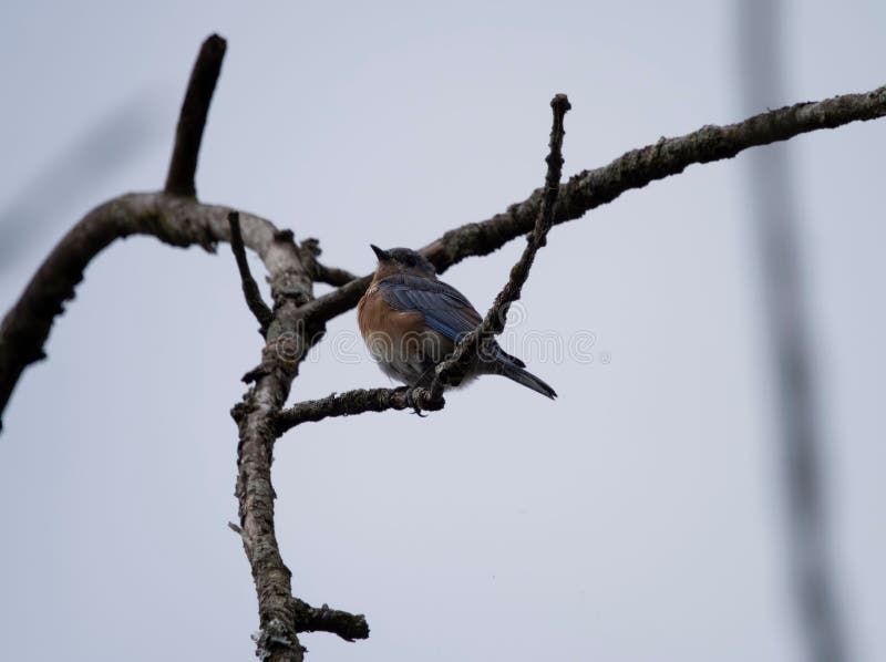 Eastern Bluebird Resting on a Tree with a Blue Sky in the Background ...