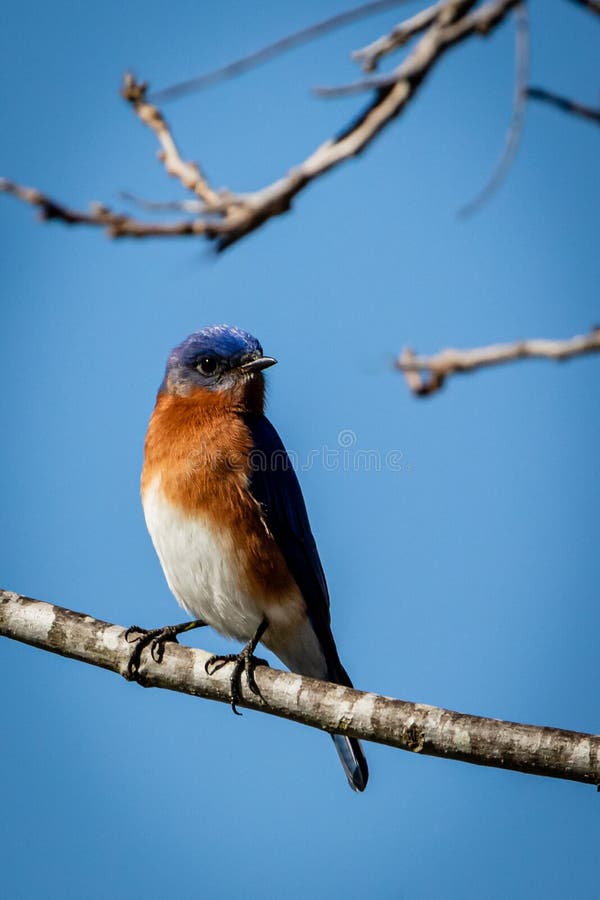 Eastern Bluebird Resting on a Tree Branch Stock Photo - Image of eating ...