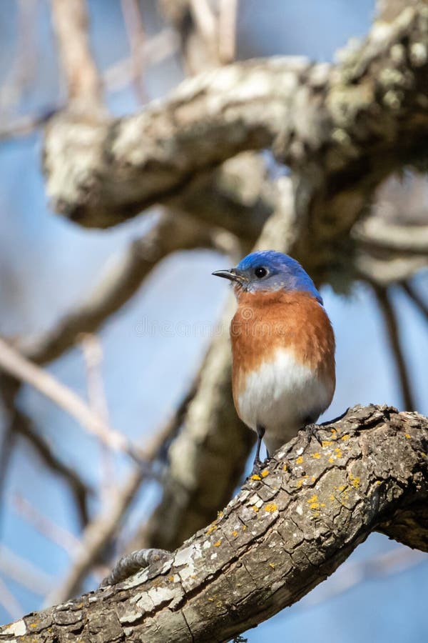 Eastern Bluebird Resting on a Branch Stock Photo - Image of beak, texas ...