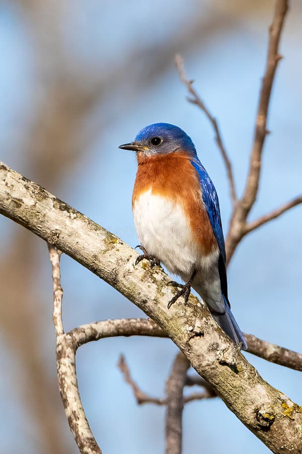 Eastern Bluebird Resting on a Tree Branch Stock Photo - Image of branch ...