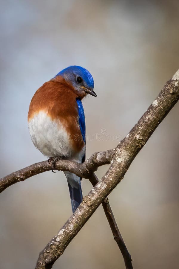 Eastern Bluebird Resting on a Tree Branch Stock Image - Image of ...
