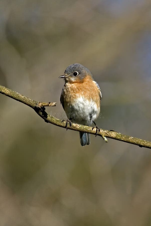 Eastern Bluebird (Siala Sialis) Stock Photo - Image of eastern ...