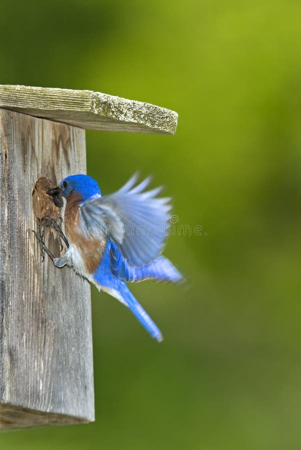 Bluebird Landing