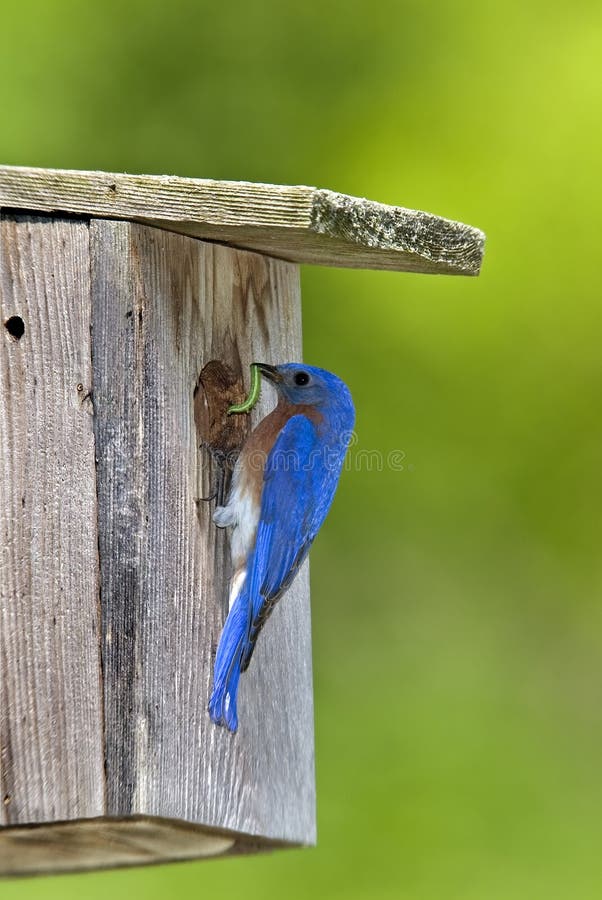 Eastern Bluebird (Sialia Sialis) Stock Photo - Image of songbird, song ...