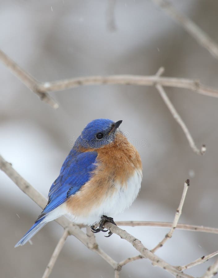 Eastern Bluebird, Sialia Sialis Stock Image - Image of songbird, fauna ...