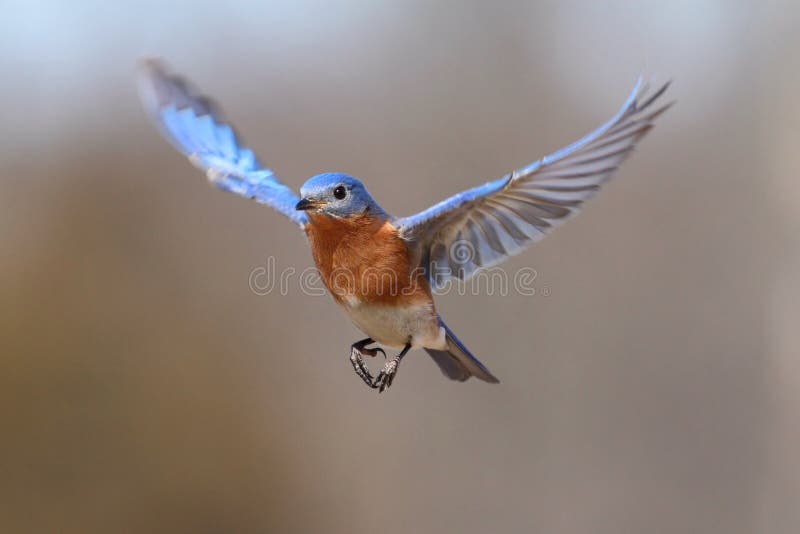 Bluebird in Flight stock image. Image of forest, nature - 14472415