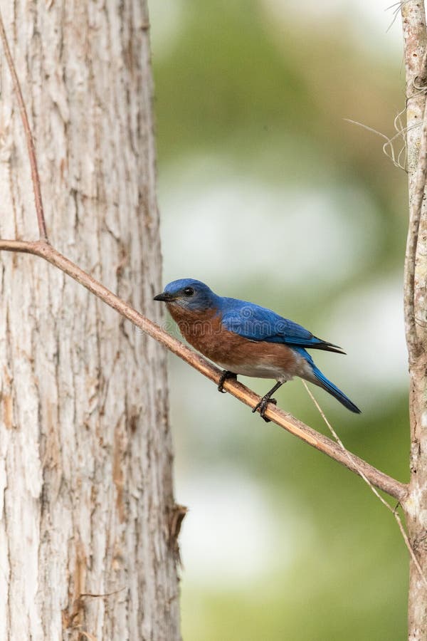 Eastern Bluebird Sialia Sialis on a Pine Tree Stock Photo - Image of ...