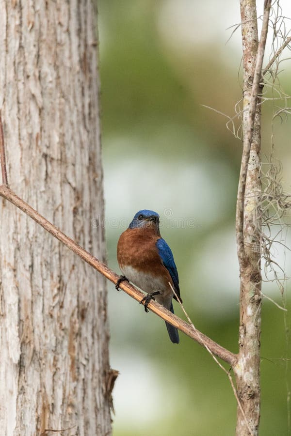 Eastern Bluebird Sialia Sialis on a Pine Tree Stock Photo - Image of ...