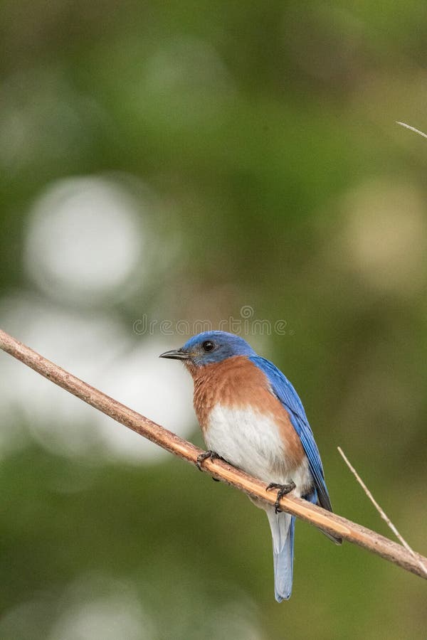 Eastern Bluebird Sialia Sialis on a Pine Tree Stock Image - Image of ...
