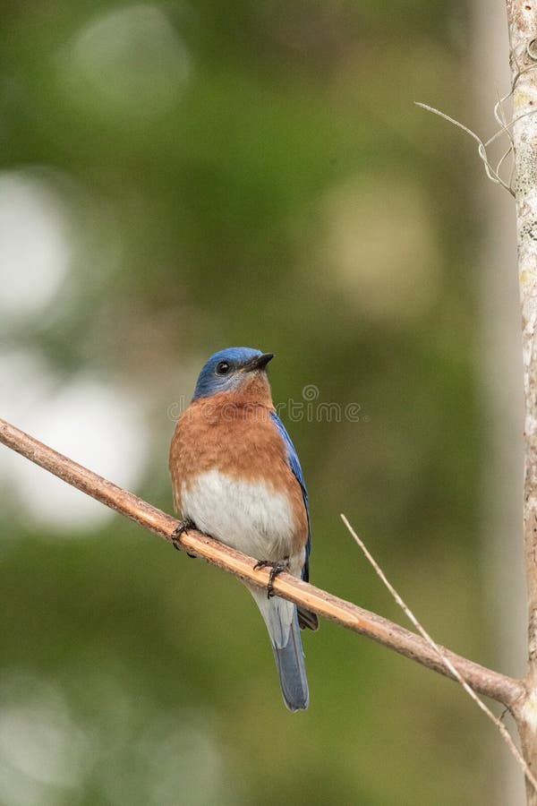 Eastern Bluebird Sialia Sialis on a Pine Tree Stock Photo - Image of ...