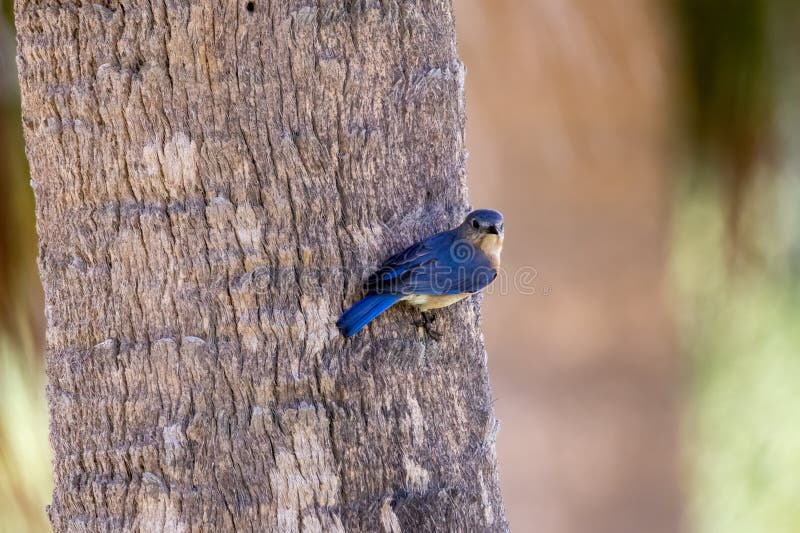 An Eastern Bluebird on the Side of a Palm Tree Stock Photo - Image of ...