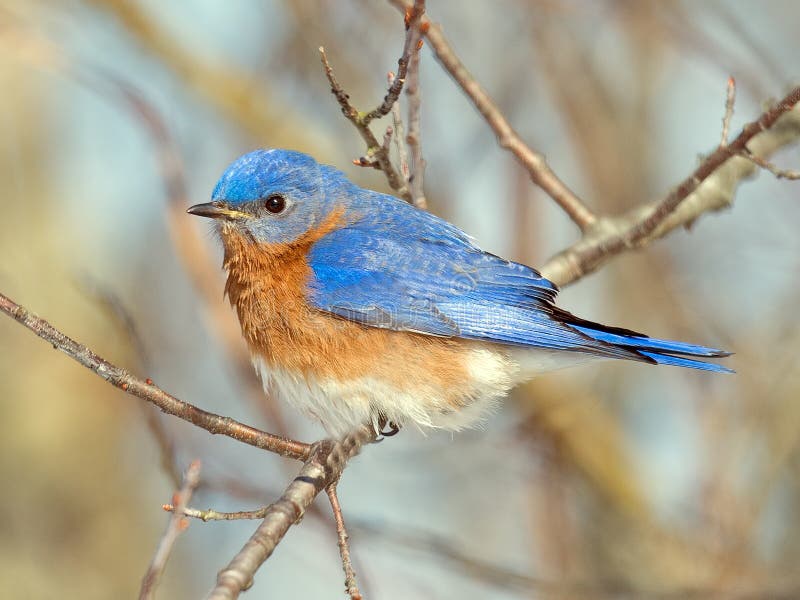 Eastern Bluebird stock photo. Image of wildlife, hook - 18964666