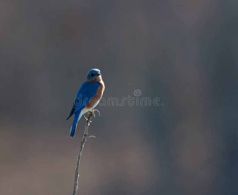 Eastern Bluebird Sitting on Post Stock Photo - Image of blue, post ...