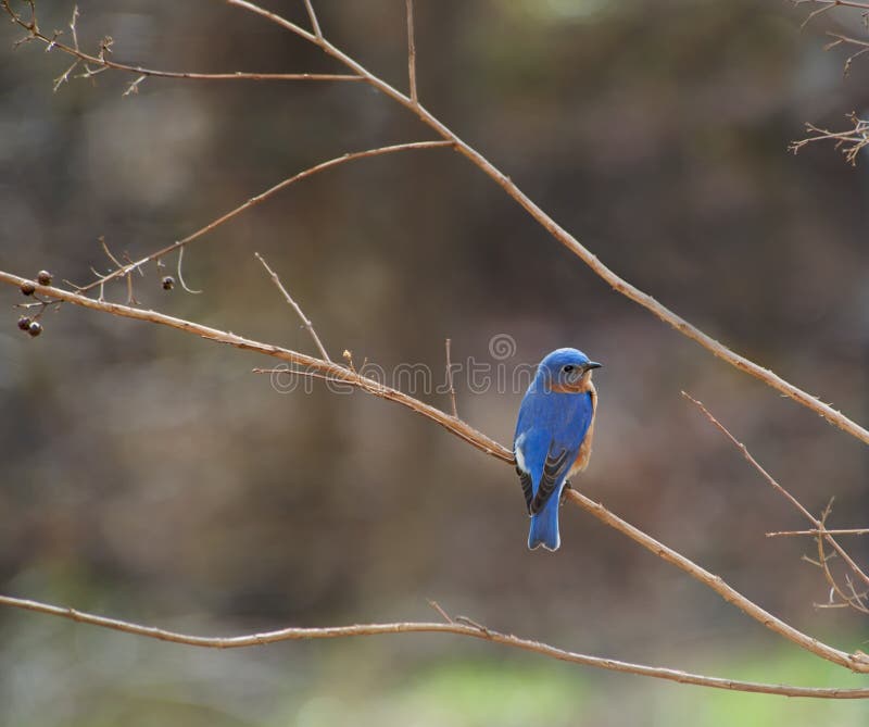 Bluebird in Spring stock photo. Image of nature, beak - 5141016