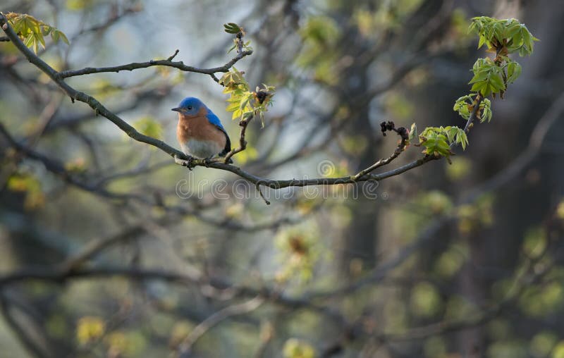 Bluebird in Spring stock photo. Image of nature, beak - 5141016