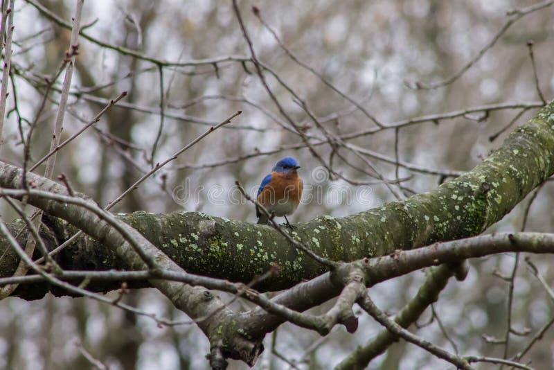 Eastern Bluebird Standing on Tree Branch Stock Image - Image of mammal ...