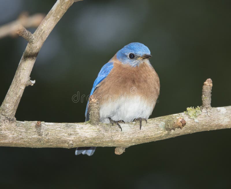 Eastern Bluebird on a Tree Branch Stock Image - Image of daylight ...
