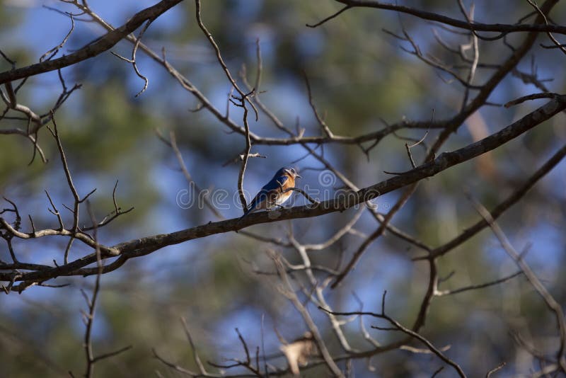 Eastern Bluebird in a Tree stock image. Image of branch - 253431575