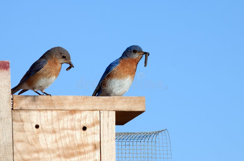 Eastern Bluebirds with Food Stock Photo - Image of spring, fauna: 24844854