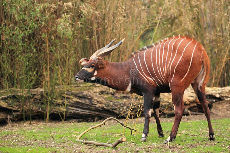 Bongo Antelope stock photo. Image of reddish, eyes, front - 20033374