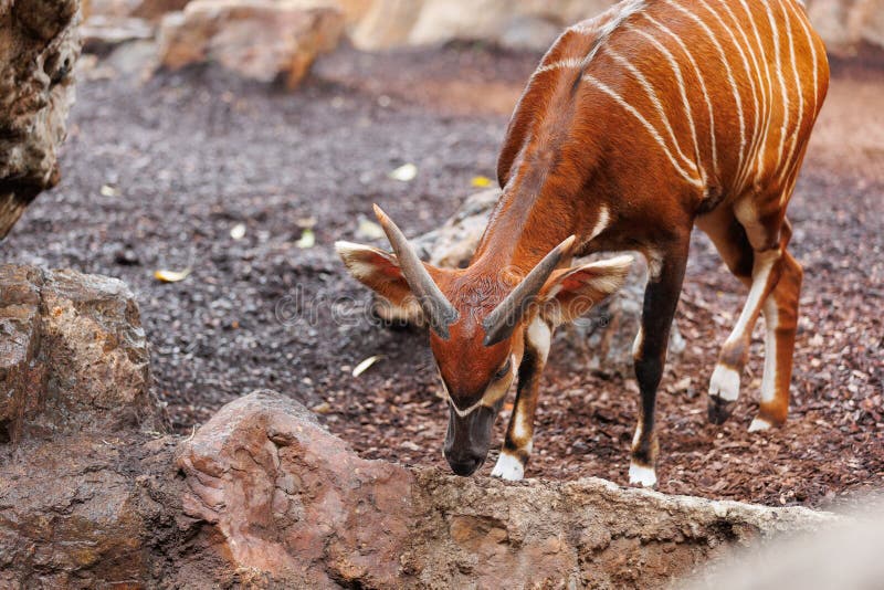 The Eastern Bongo - Tragelaphus Eurycerus - an Herbivorous Nocturnal ...