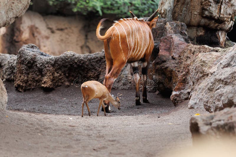 The Eastern Bongo - Tragelaphus Eurycerus - an Herbivorous Nocturnal ...