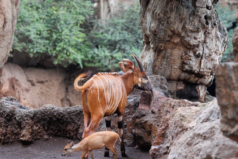 The Eastern Bongo - Tragelaphus Eurycerus - an Herbivorous Nocturnal ...