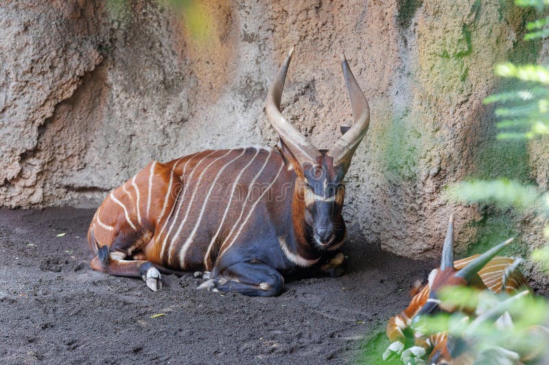 The Eastern Bongo - Tragelaphus Eurycerus - an Herbivorous Nocturnal ...