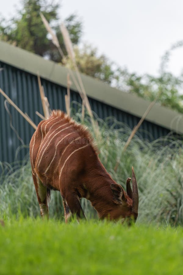 Eastern Bongo Tragelaphus Eurycerus Isaaci Stock Photo - Image of ...