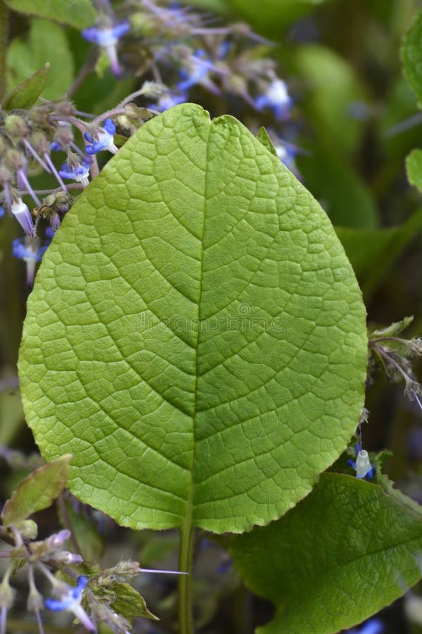 Eastern borage stock photo. Image of orientalis, trachystemon - 274376062