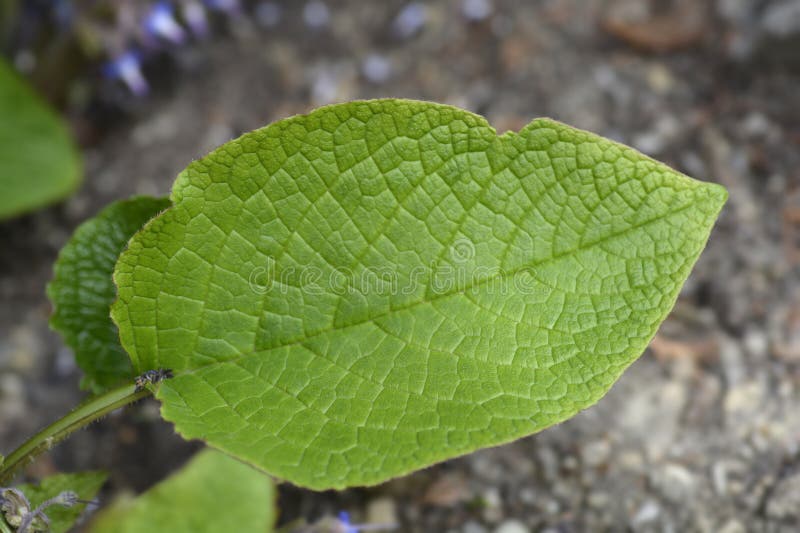 Eastern borage stock photo. Image of botany, eastern - 275205094
