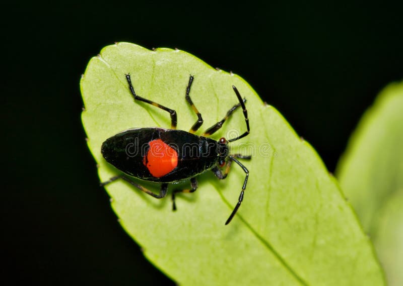 Eastern Bordered Plant Bug Nymph Largus Succinctus Insect on Leaf ...