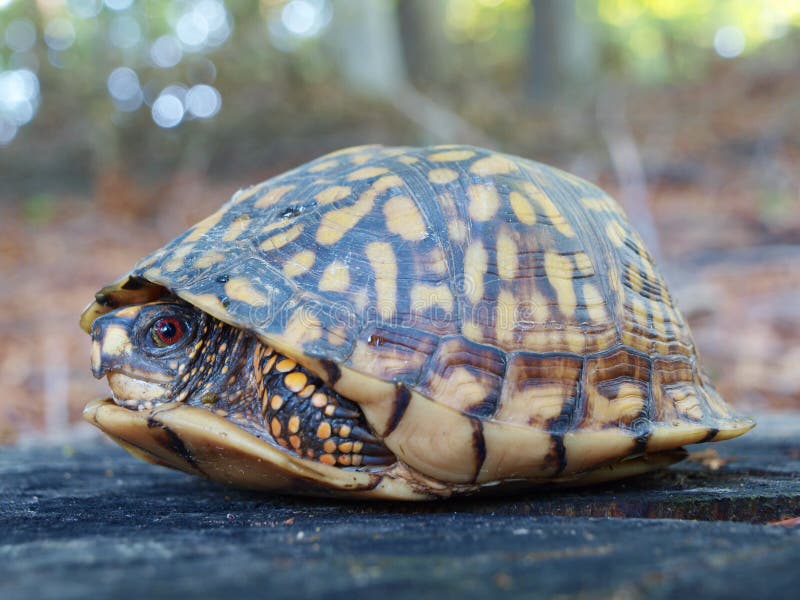 439 Hiding Tortoise Photos - Free & Royalty-Free Stock Photos from ...