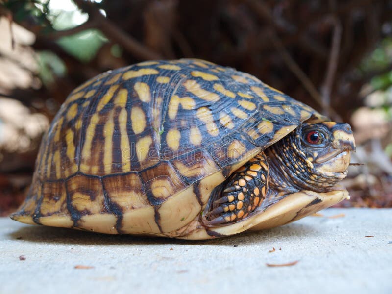 Eastern Box Tortoise stock photo. Image of tortoise - 245008402