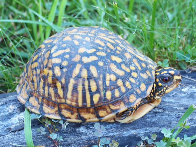 Eastern Box Tortoise stock photo. Image of scales, animal - 245008412