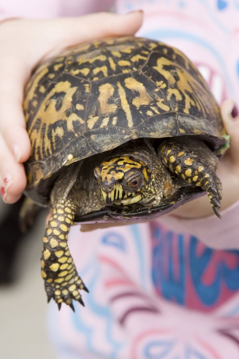 451 Eastern Box Turtle Stock Photos - Free & Royalty-Free Stock Photos ...