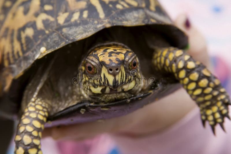 Eastern Box Turtle stock image. Image of scales, herpetology - 19558289