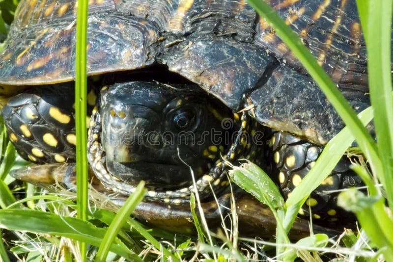 Eastern Box Turtle Hiding in Its Shell Stock Image - Image of head ...