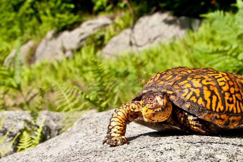 Eastern Box Turtle stock image. Image of adorable, carapace - 32405261