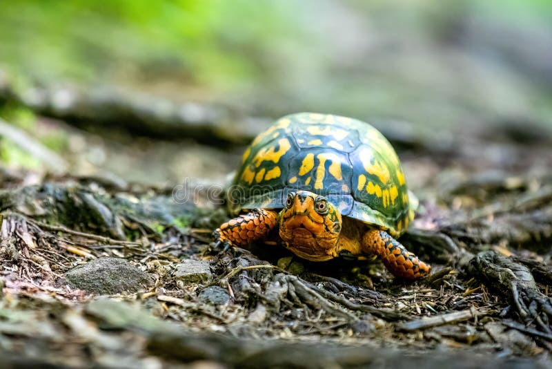 Eastern Box Turtle Close Up Portrait in the Woods Stock Photo - Image ...