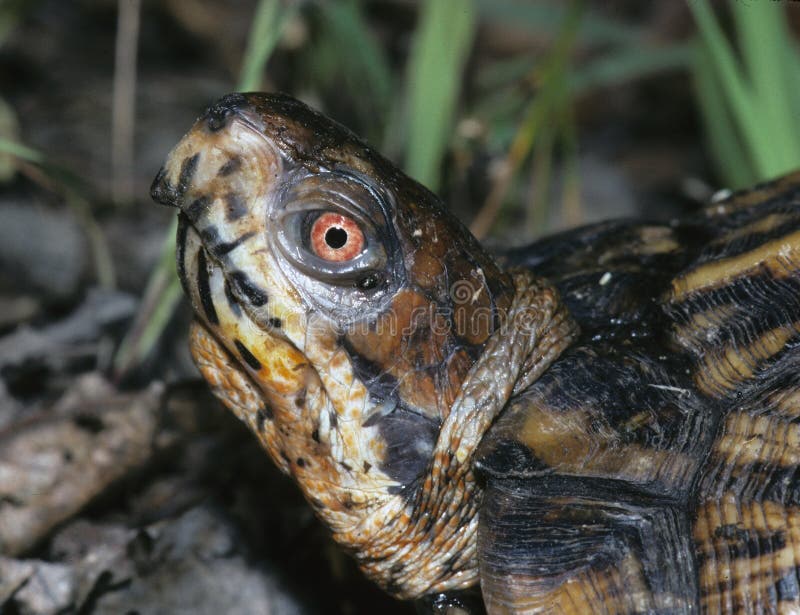 Male Eastern Box Turtle Stock Photos - Free & Royalty-Free Stock Photos ...