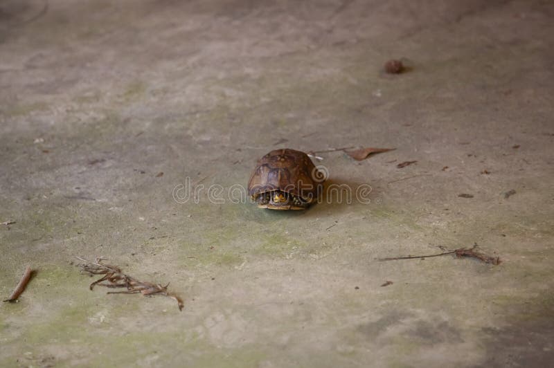 Eastern Box Turtle stock photo. Image of living, coldblooded - 231416884