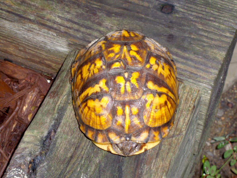 Eastern Box Turtle Hiding in Its Shell Stock Image - Image of head ...