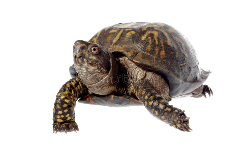 Eastern Box Turtle Isolated on White Stock Image - Image of eastern ...