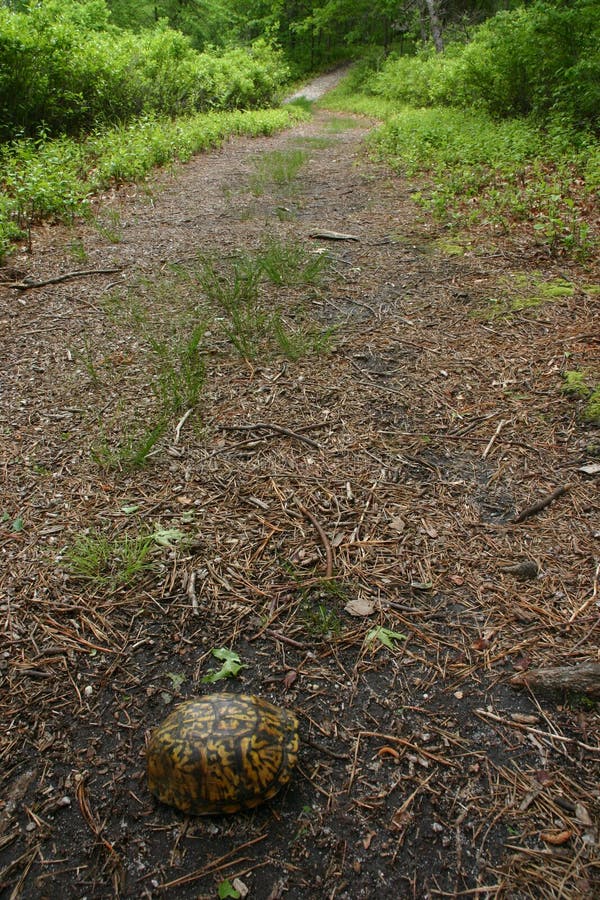 Eastern box turtle in path stock photo. Image of turtle - 1030776