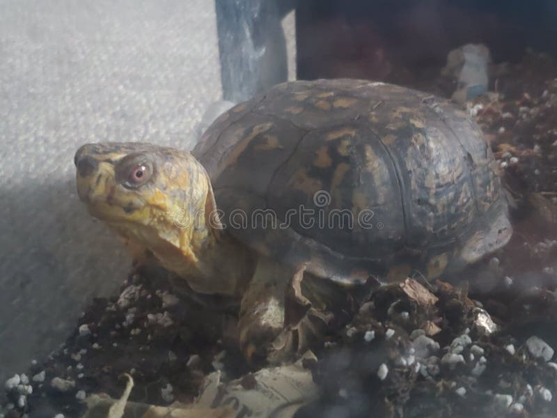 Eastern Box Turtle Pennsylvania Wild Stock Photo - Image of eastern ...