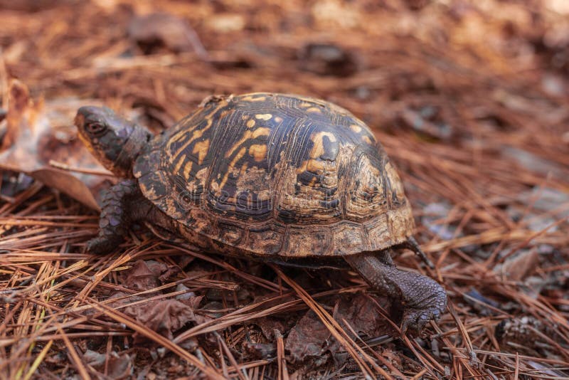 Eastern Box Turtle in Pine Forest Stock Image - Image of shell, vivid ...